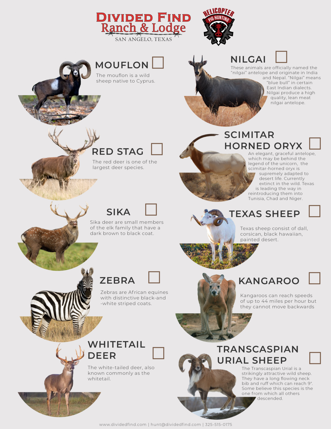 Divided Find Texas Rodeo 2025 Trip - Beatrice Bradley