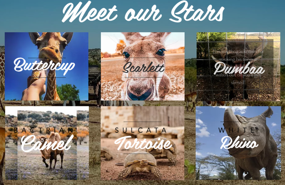 Texas Exotics Dude Ranch Experience 2026 - Beatrice Bradley