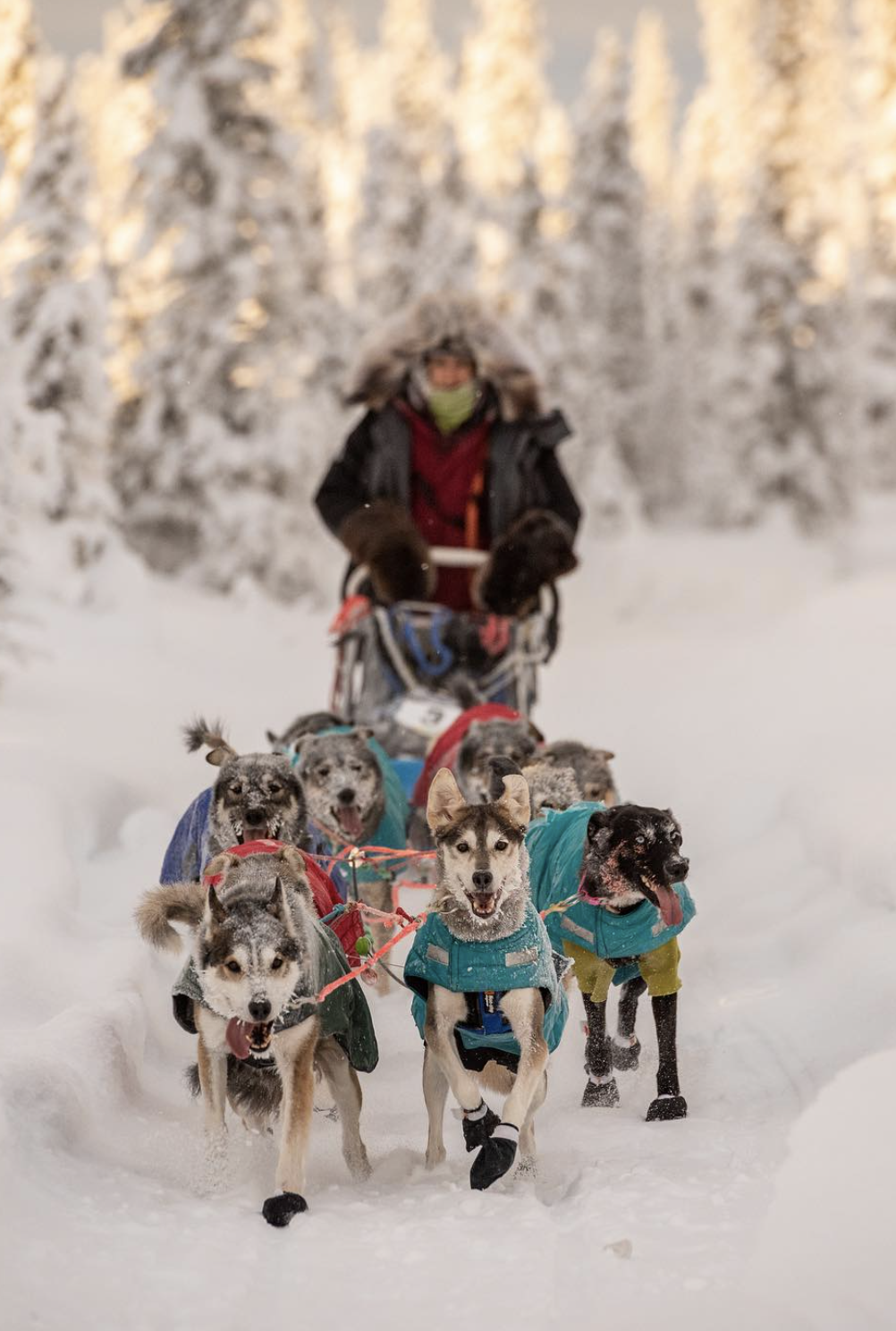 The Iditarod Alaska 2025 Trip - Beatrice Bradley