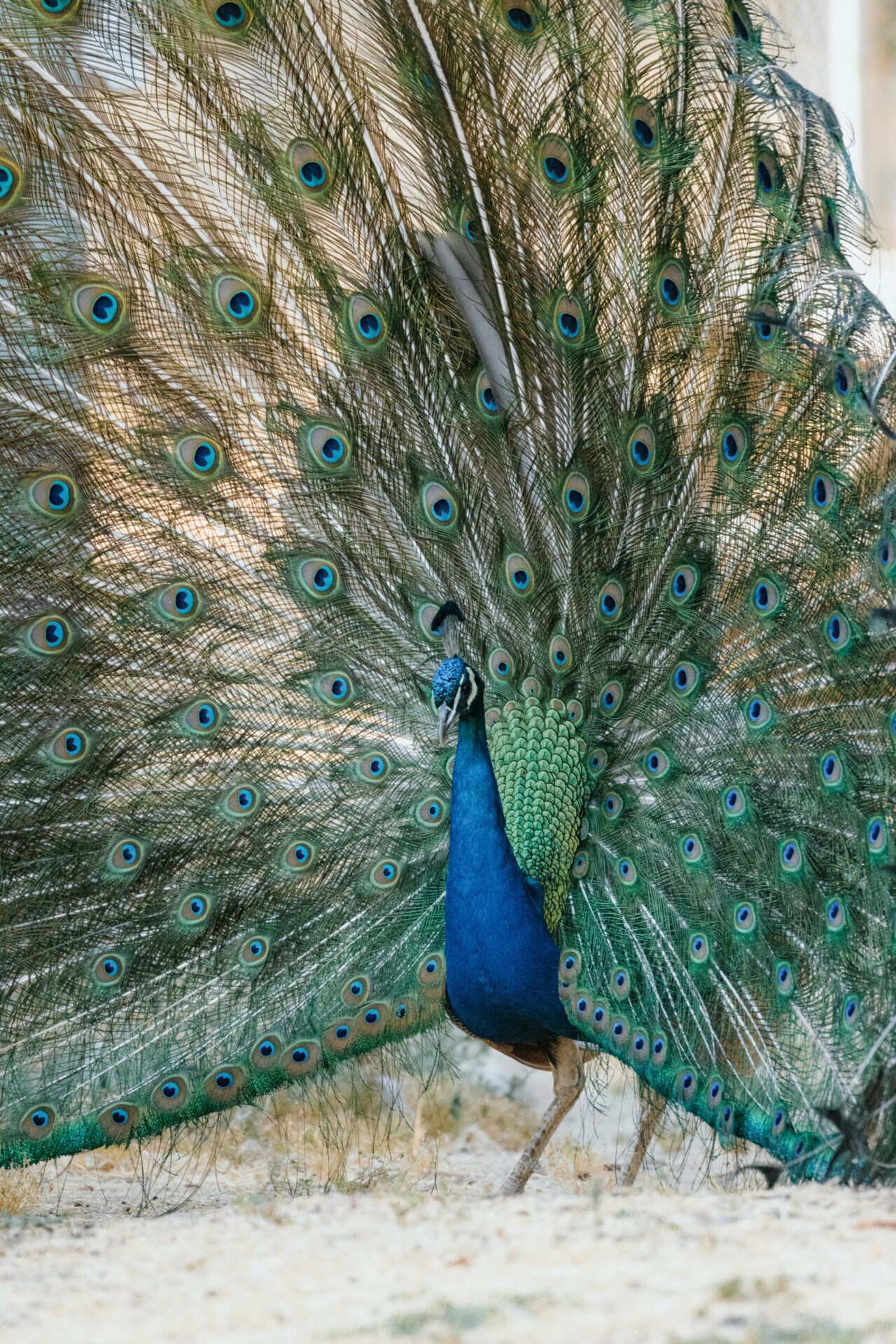 Scotland Edinburgh Castles 2026 Trip - Beatrice Bradley